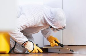 Professional Termite Control Services